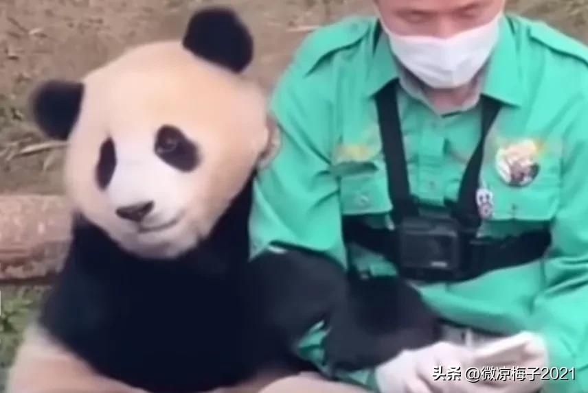 Panda Fubao, the baby in the palm of your hand - iMedia