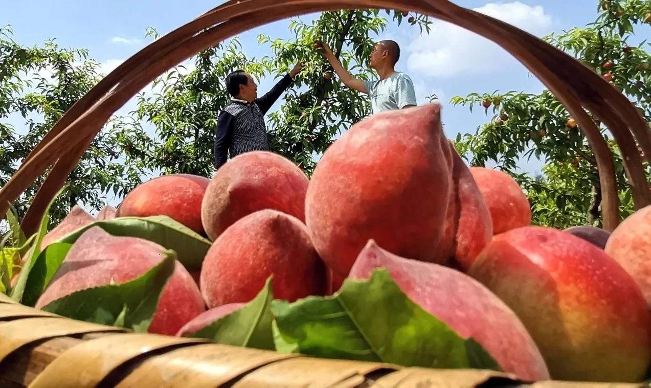 The role of peaches - iNEWS