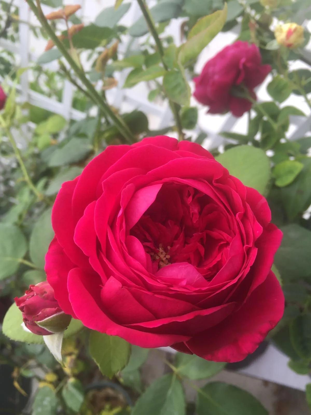 Beautiful Double Ballet Rose - iNEWS
