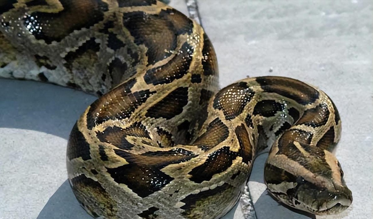 The longest snake in the world is 15 meters long. Are dragons and ...