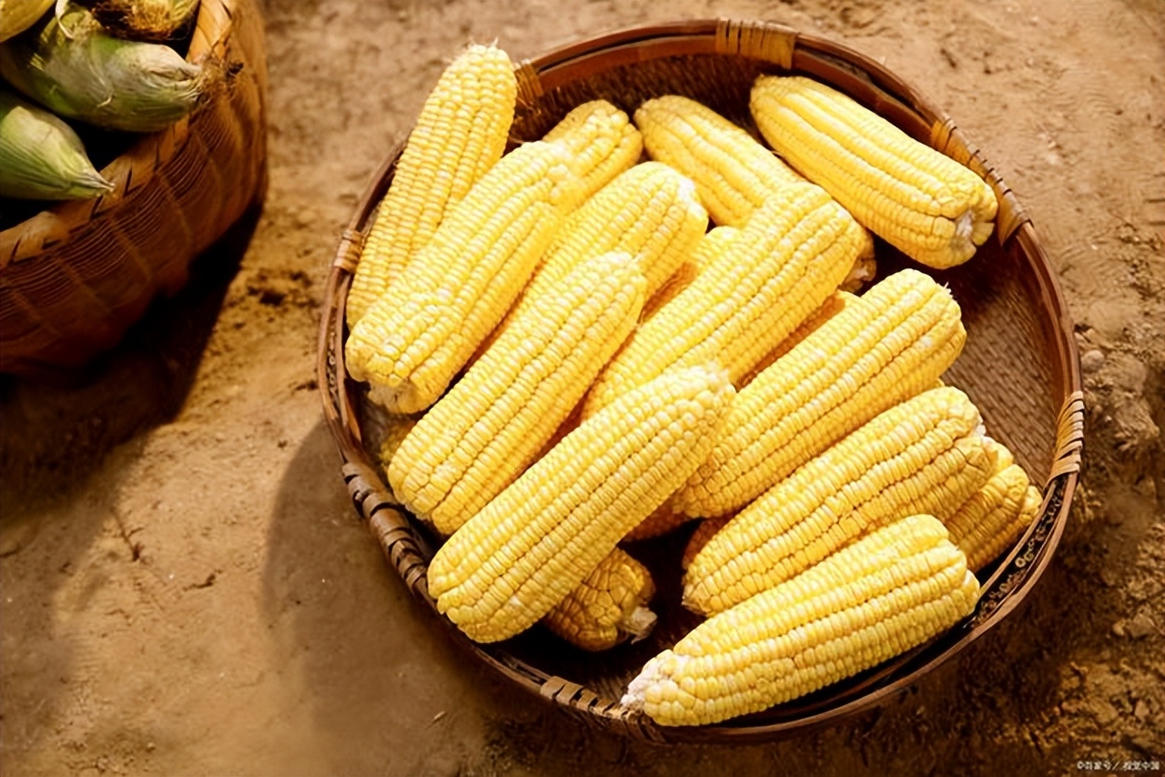Sweet corn VS waxy corn, not all corn is suitable for you, pick tips ...