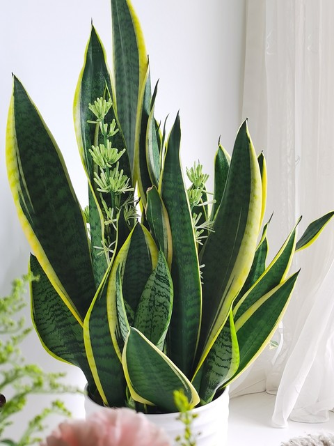 Tiger Pilan, "Likes dry" or "likes wet", many people get it wrong, no ...