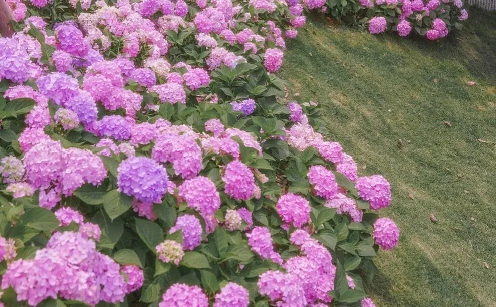 Chengdu—Summer full of hydrangeas??? - iNEWS