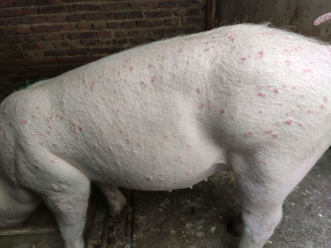 What's the matter with the red spots on the pig's body and not eating ...