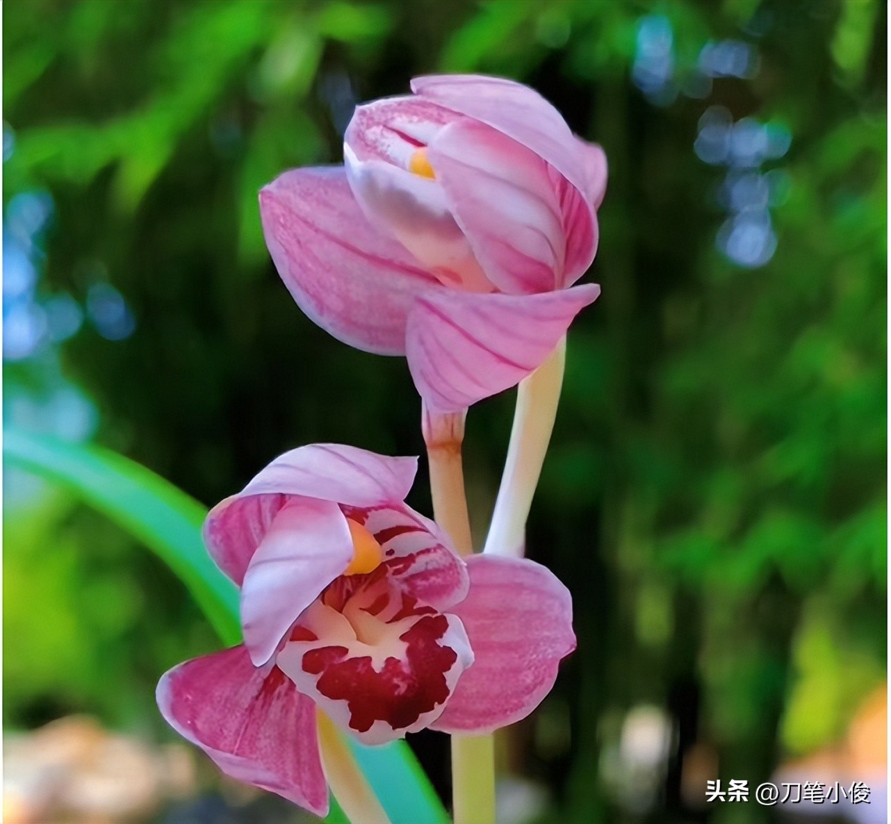 Four-layer coup for orchids in pots, learn to benefit endlessly ...