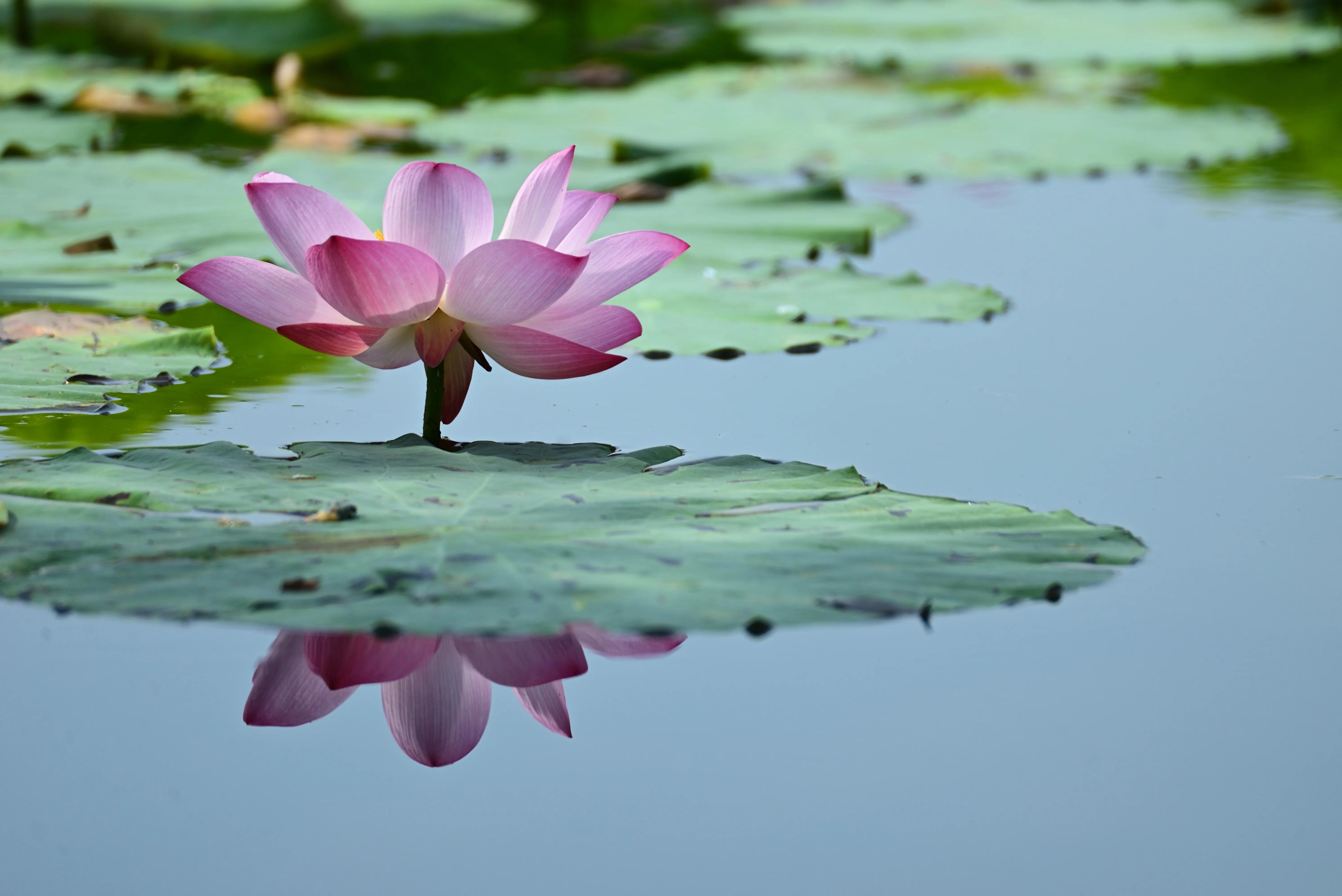 Burning lotus flowers emerge from the water (No. 119) - iNEWS