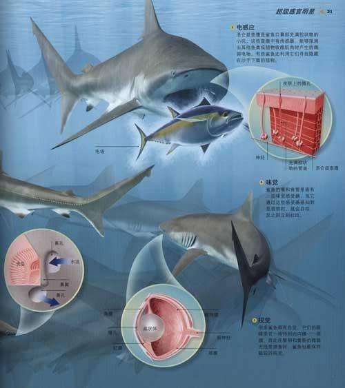 Horror animals from the deep sea: eat raw killer whales and great white ...