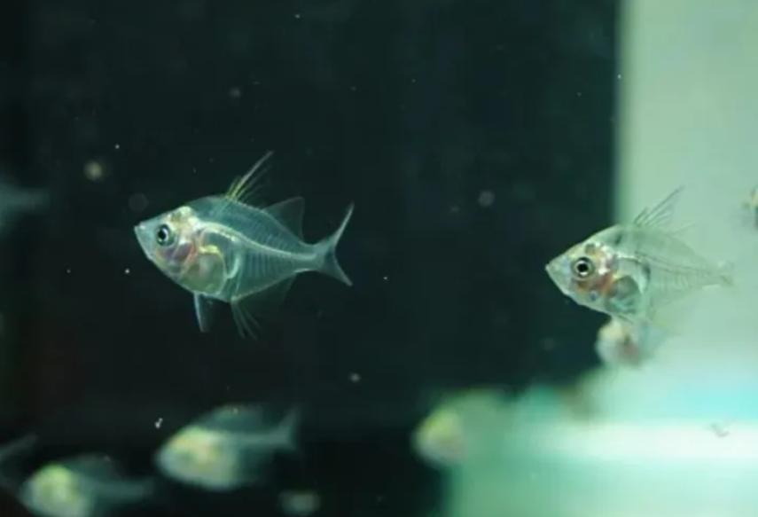 Have you seen the transparent glass lala fish? - iNEWS