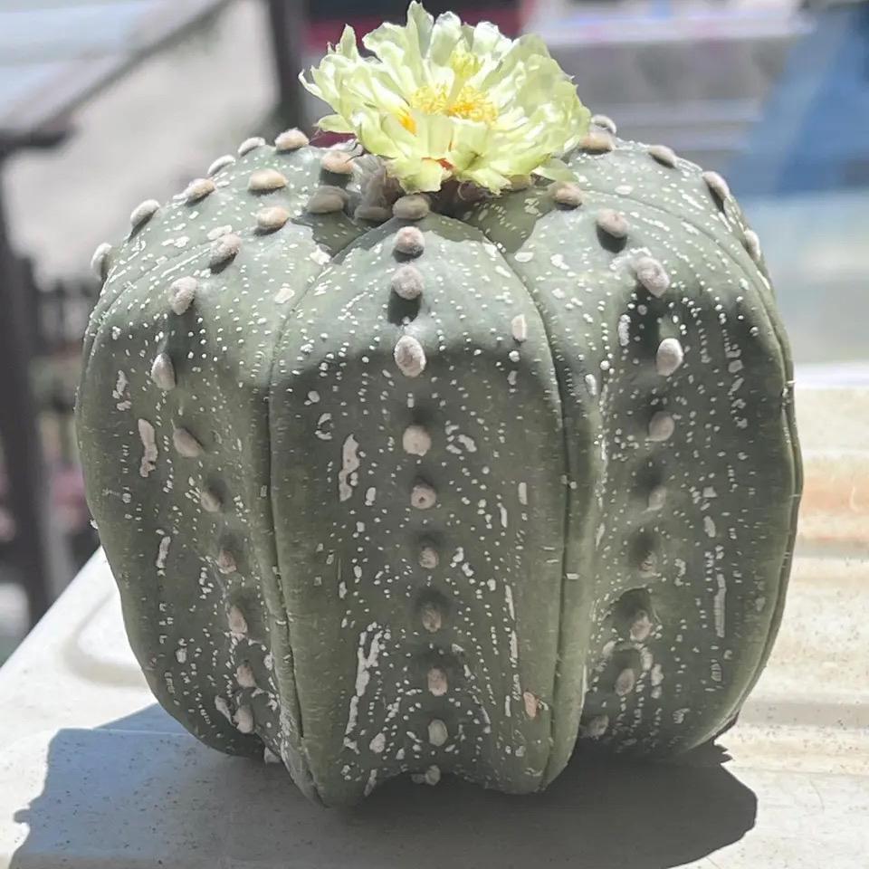 It is not surprising that the cactus blooms, but this cactus is unusual ...