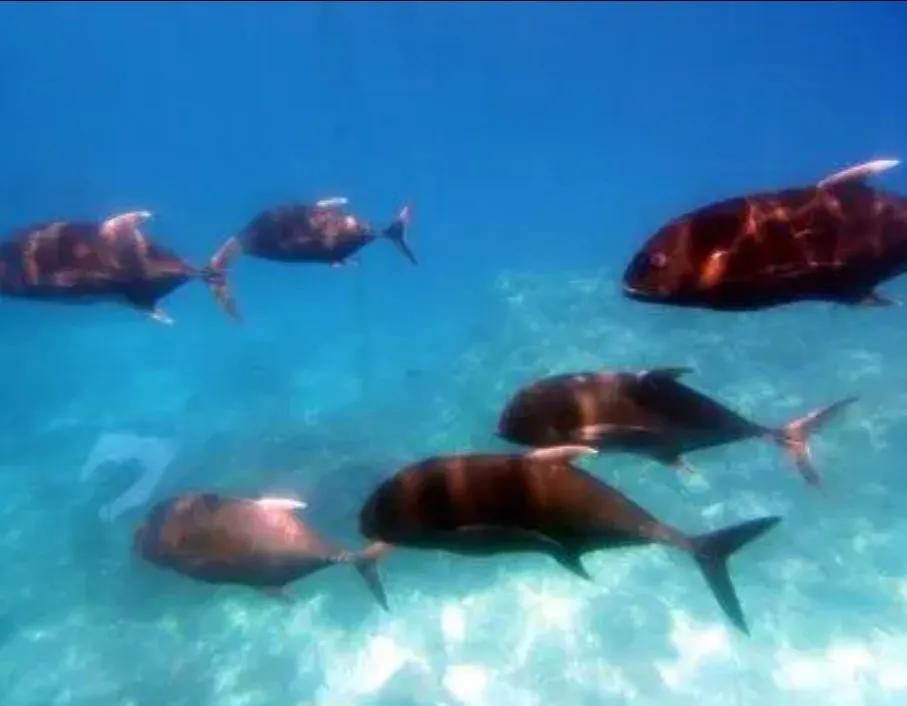 Have you heard that fish can survive in water at 70°C? - iNEWS