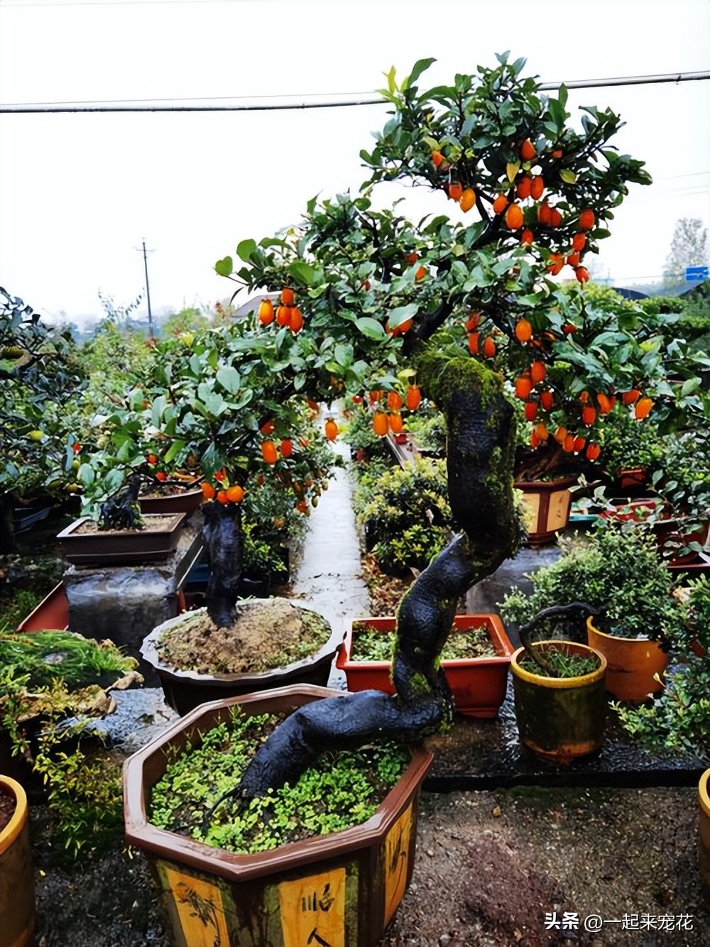 3 kinds of bonsai with beautiful meanings, now is the right time to ...