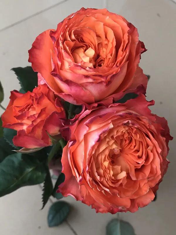 Gorgeous and dazzling romantic orange rose - iNEWS