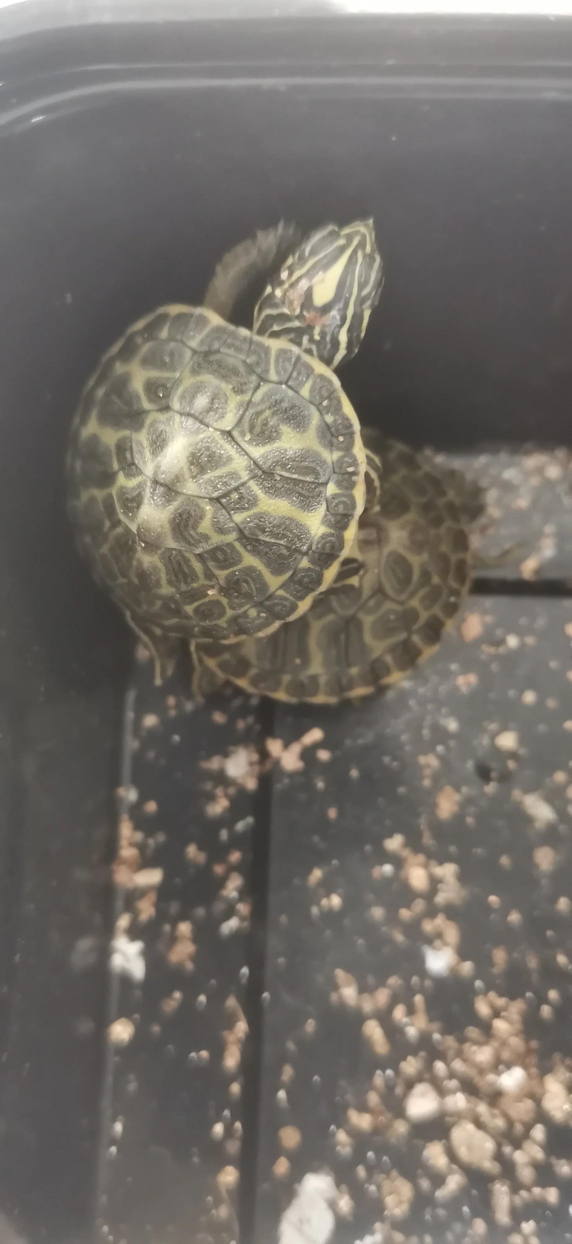 Fire Turtle debuts - iNEWS