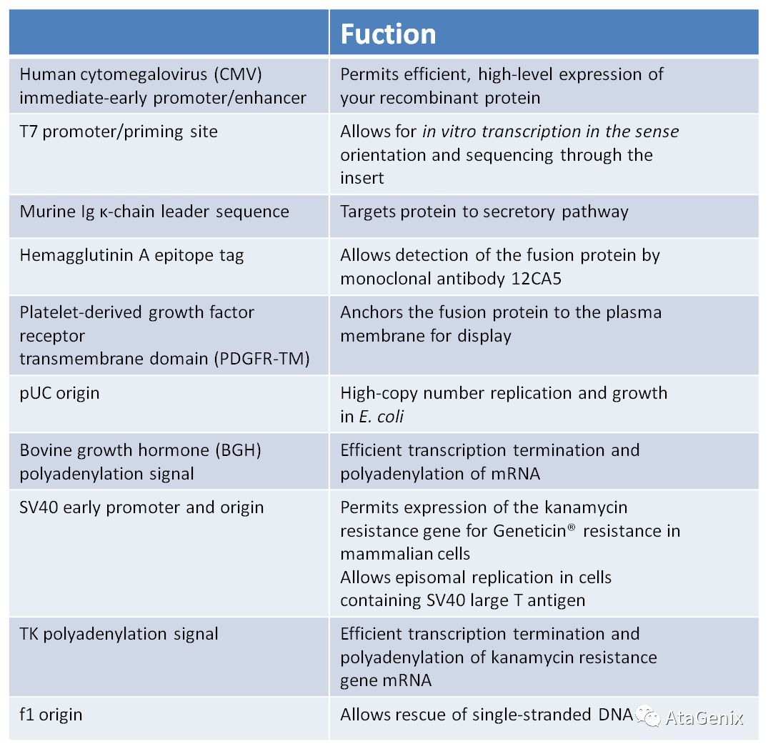Antibody Discovery--Mammalian Cell Surface Display Technology - iNEWS