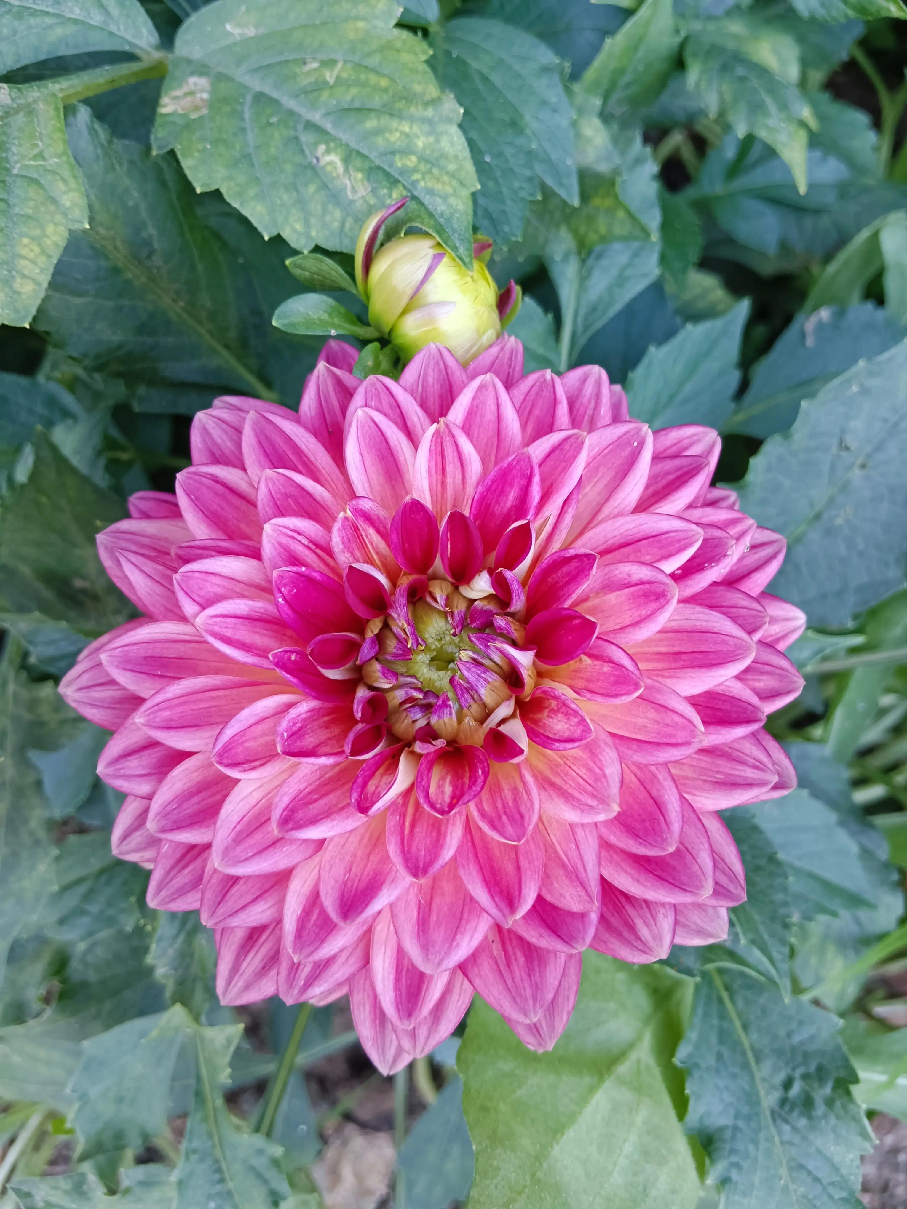 "Jiang" flying flower order - iNEWS