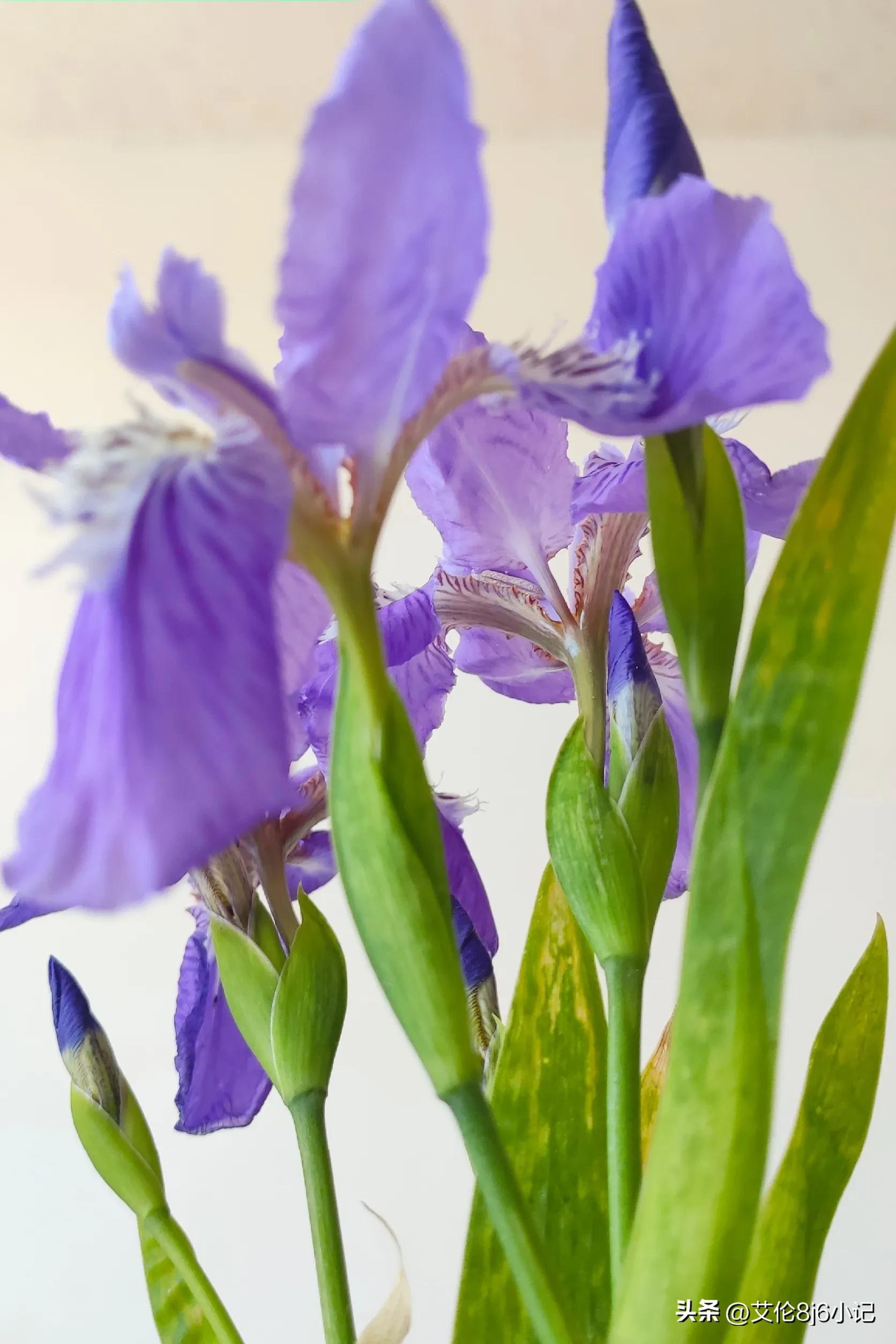 Appreciate a beautiful flower, tall and straight flower stems ...