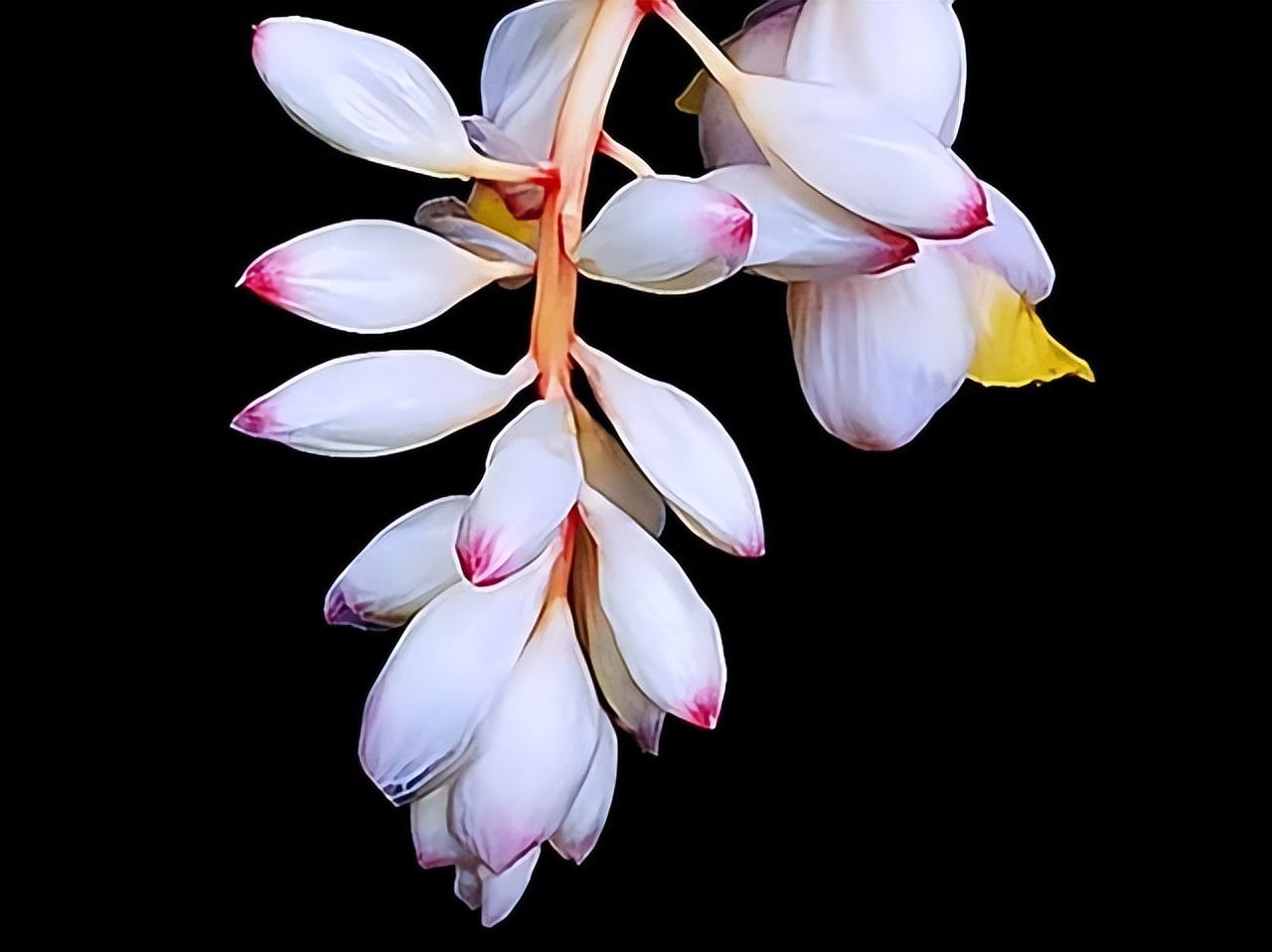 The constellation who can fight against the strong, does not like to ...