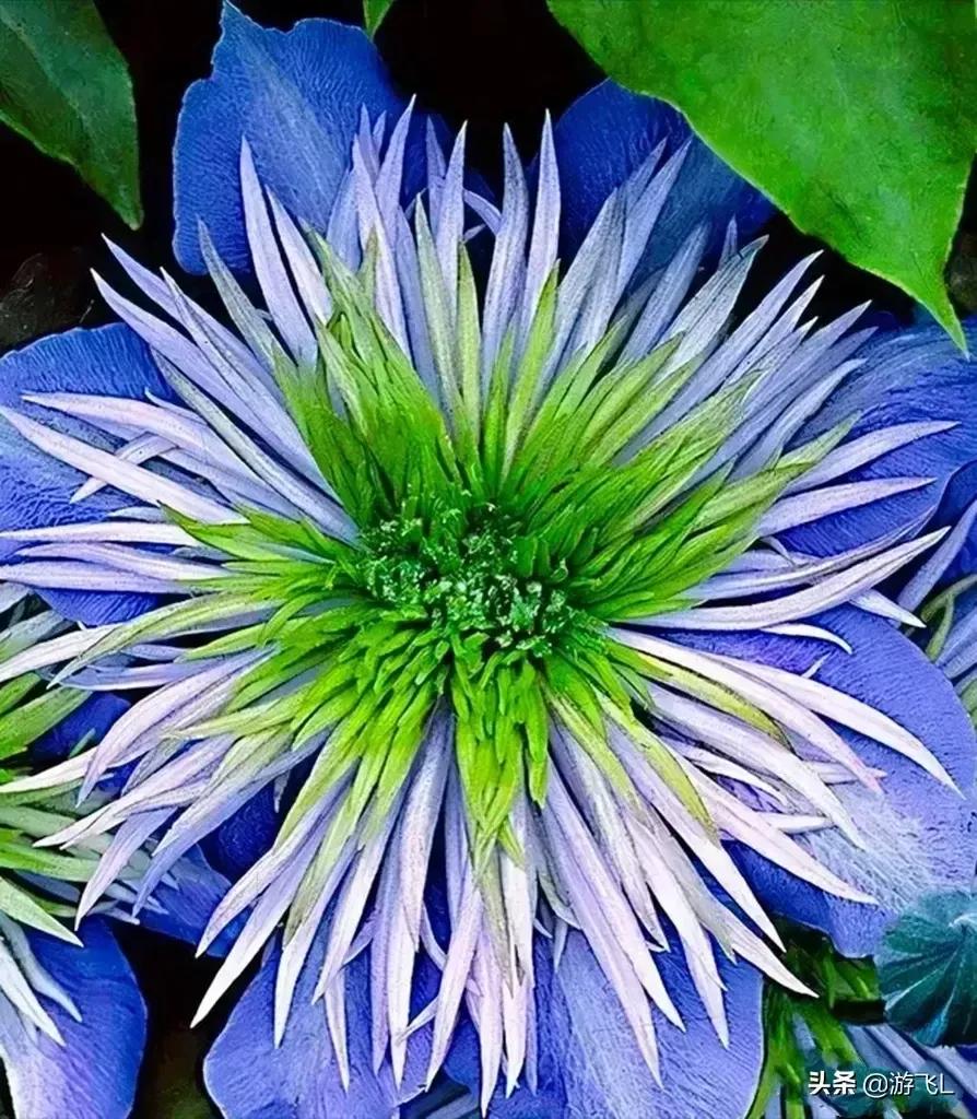 Rare Rare Exotic Flowers - iNEWS