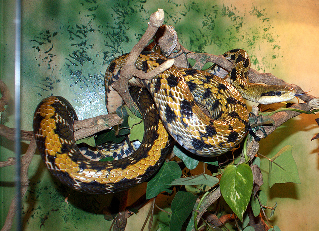 11 common snakes in rural areas, how many do you know? And how to ...
