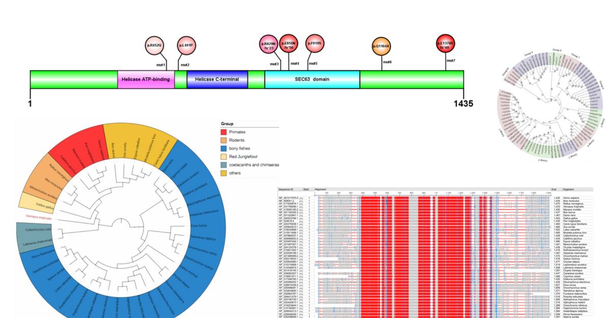 Bioinformatics Approaches to Molecular Phylogenetic Analysis - iNEWS