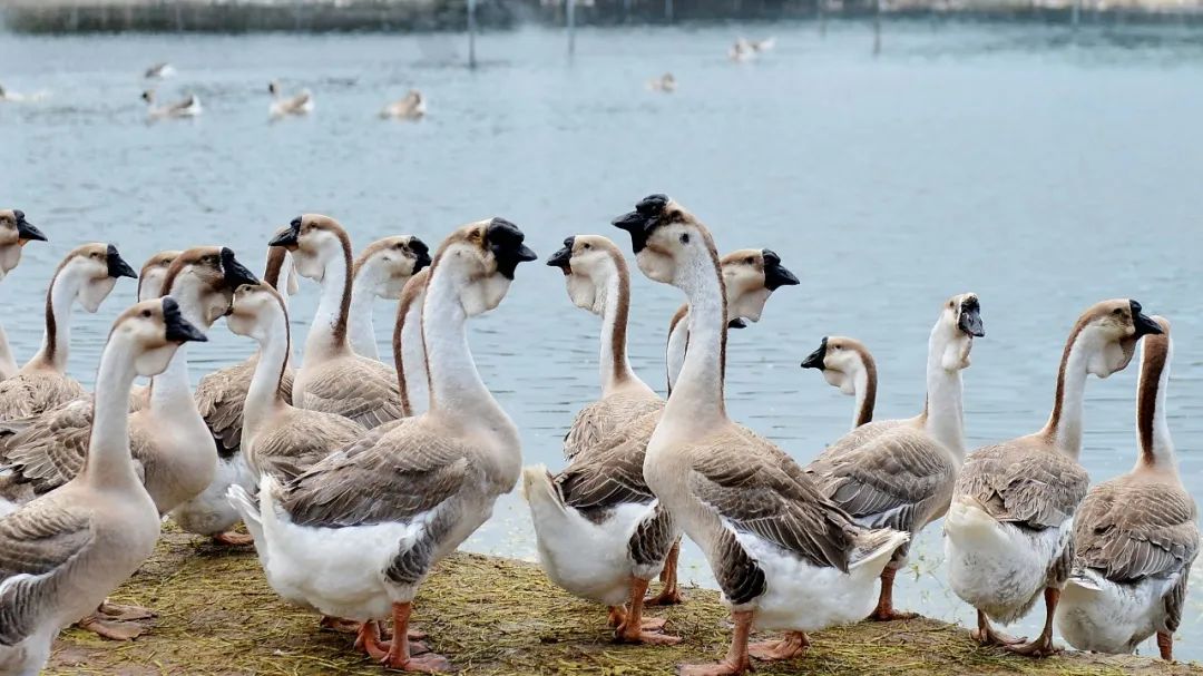 A gourmet's study of English singing and dancing - iMedia