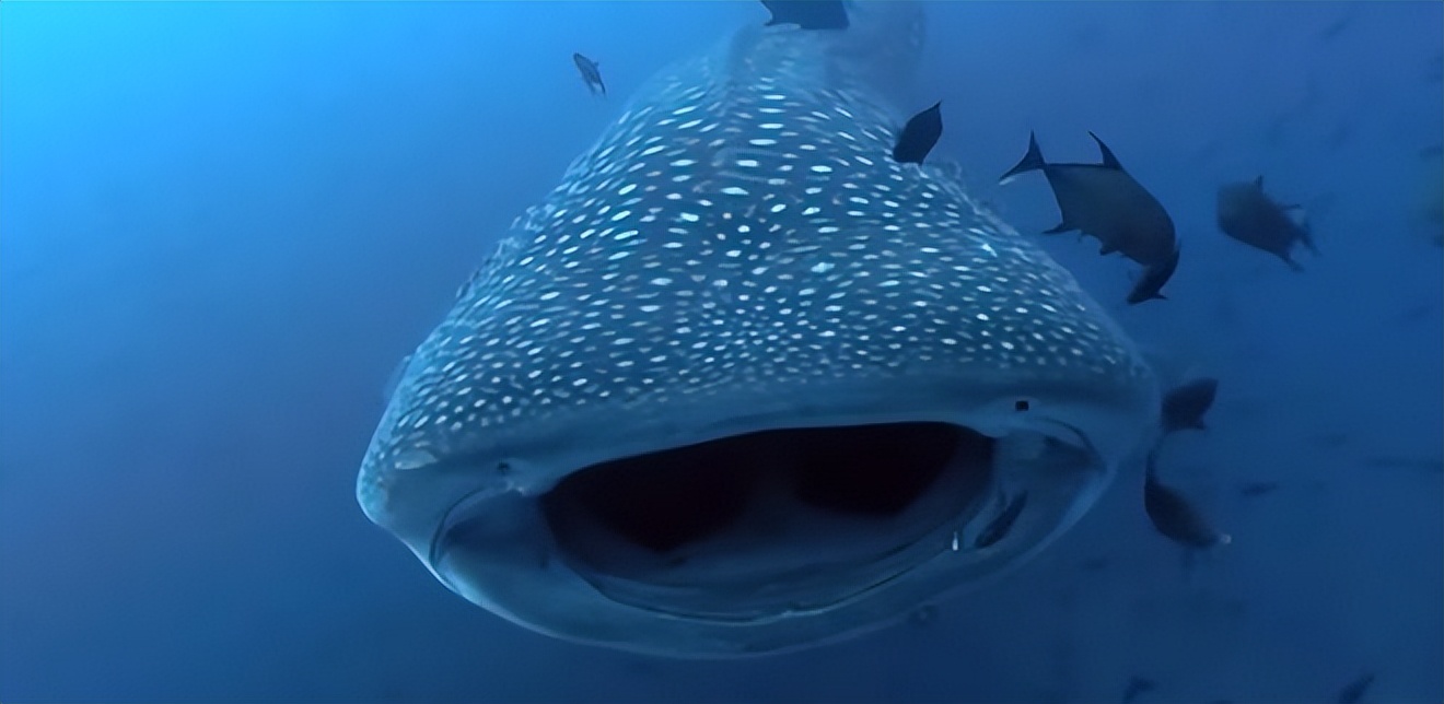 "Do you know what a world 10,000 meters under the sea is like?" - iNEWS
