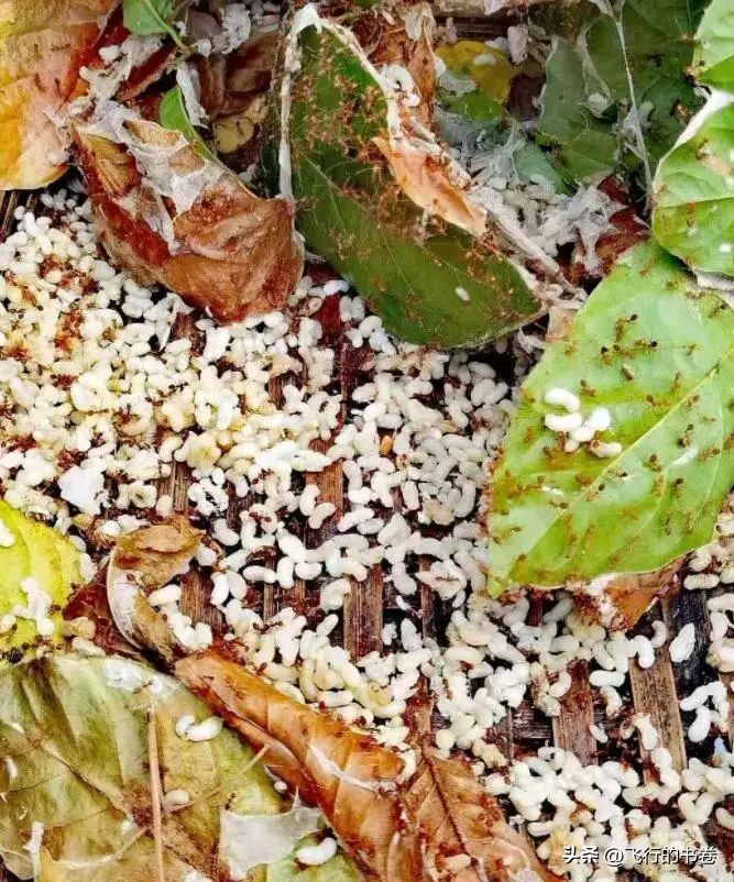 Li Shizhen called "Xuanju" a famous Dai dish, and it was used for the ...