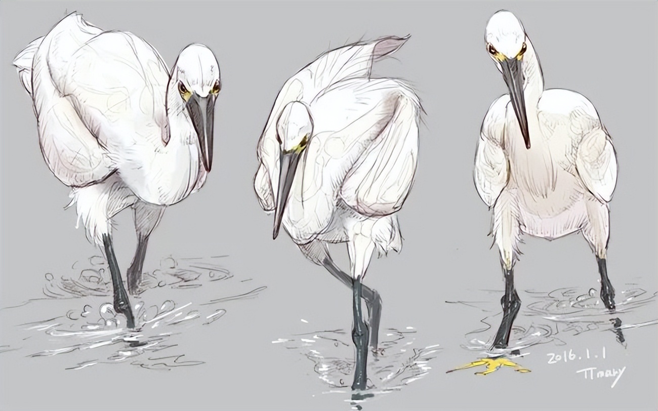 [Painting reference] The dynamic posture reference of various birds ...