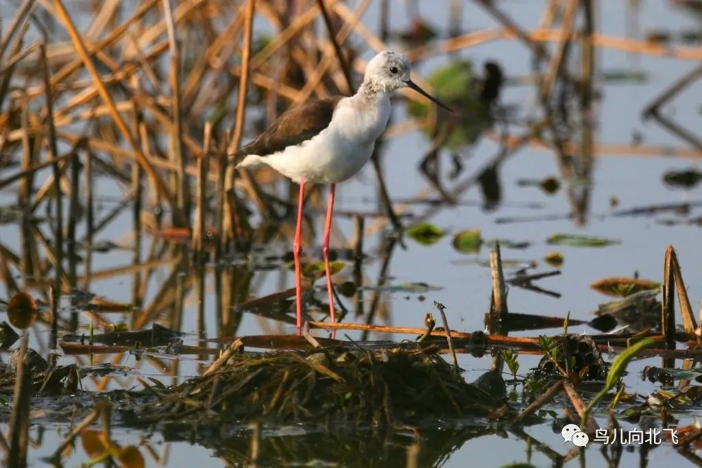 Black-winged sandpiper, when it is nesting and hatching again - iNEWS