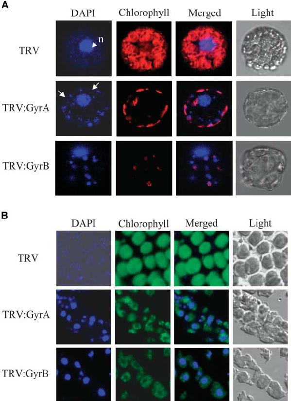 How to use DAPI for dyeing - iNEWS
