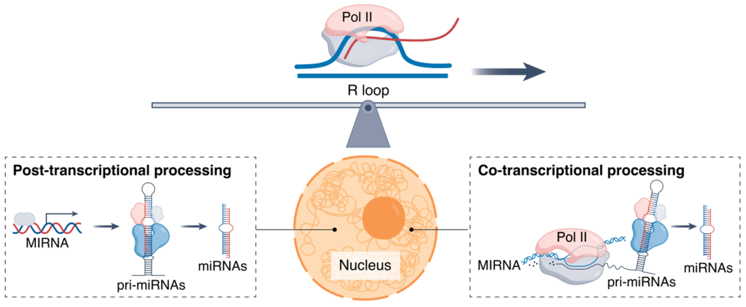 Research reveals a new pathway for plant miRNA production and co ...