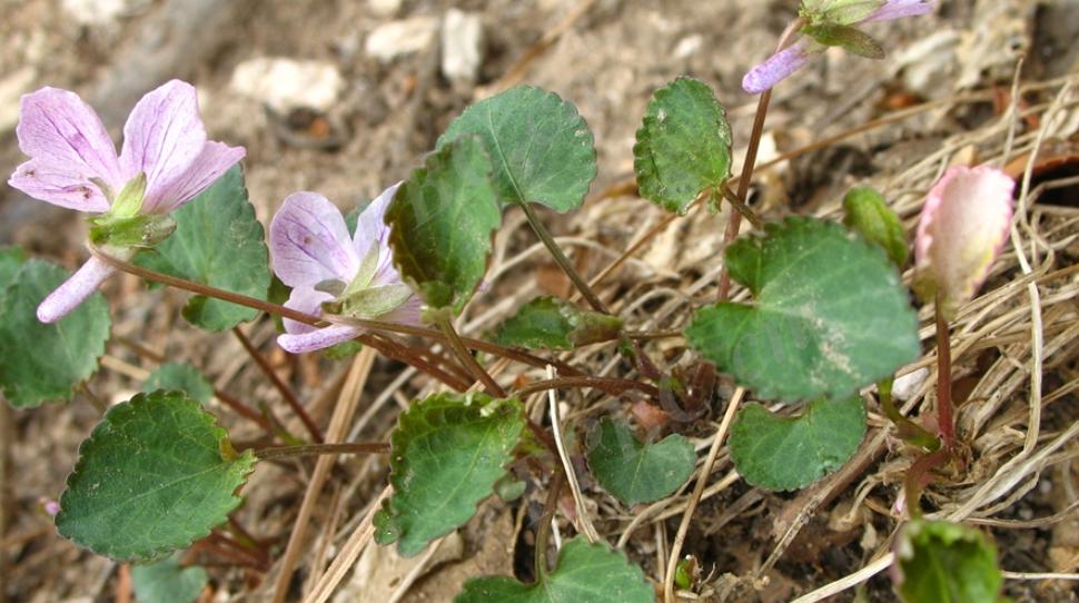 Wild Wildflowers, Viola and its Eleven Brothers - iNEWS