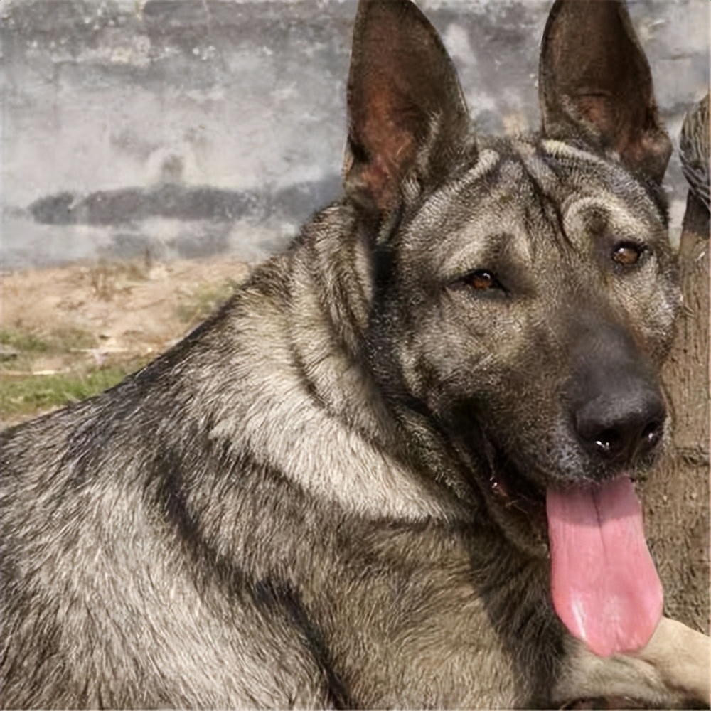 6 "spiritual" dogs, give it a bite, it will remember you for a lifetime ...