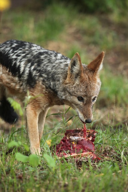 Jackal's Way of Survival - iNEWS