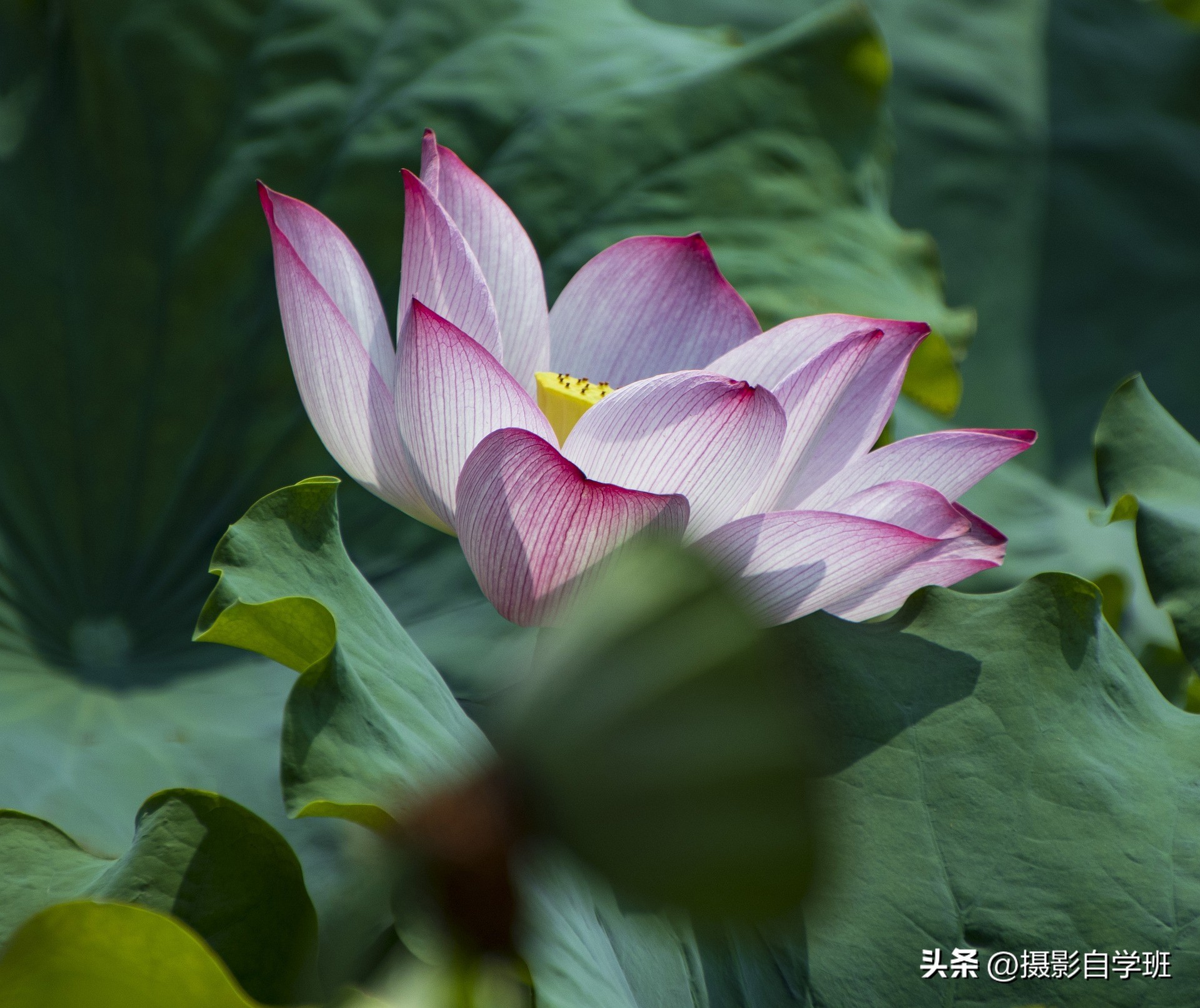 This summer's lotus is taken like this, mobile phone photography can ...