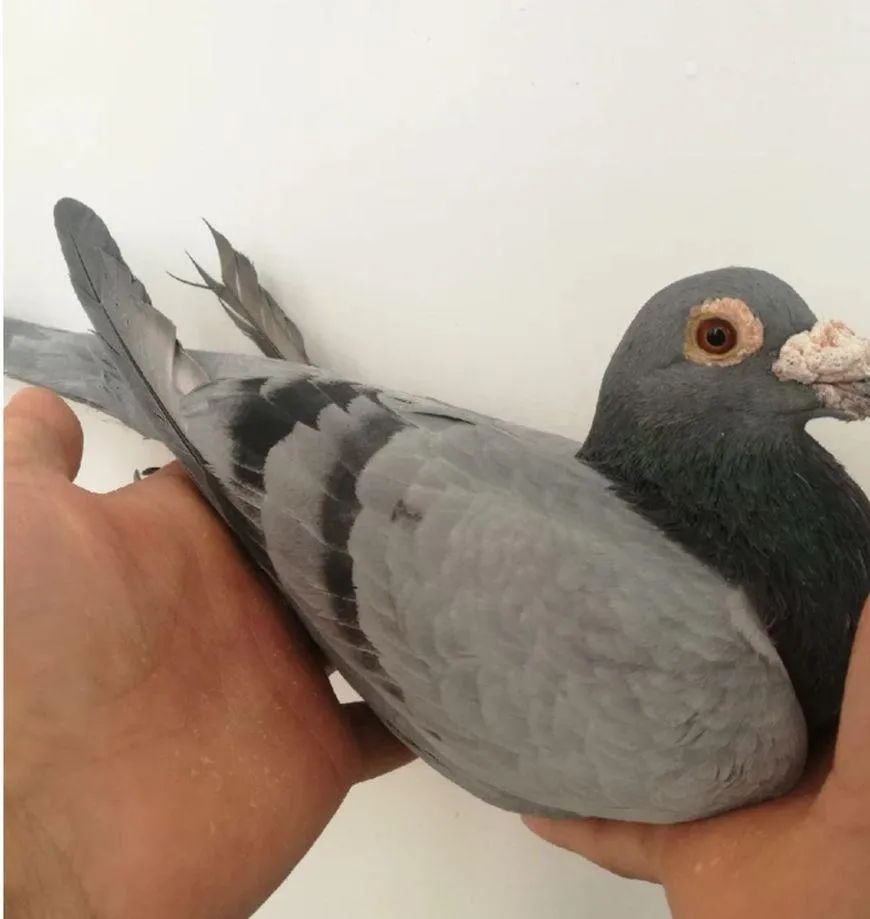 What are the advantages of the slate pigeon? - iNEWS