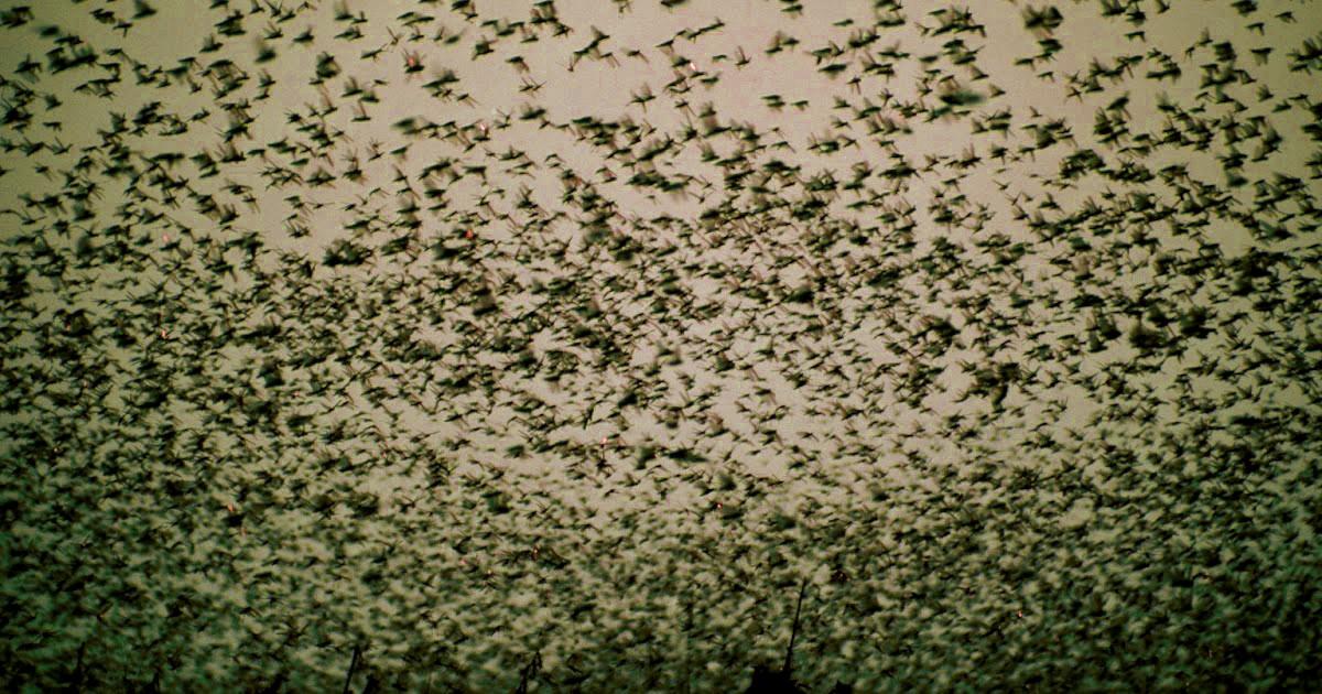 The monster that never appears alone in "Diablo 2" - the swarm - iNEWS