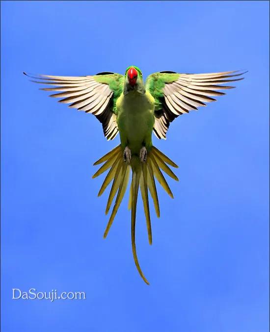 On our planet, the tail of an animal is the most worthy of appreciation ...
