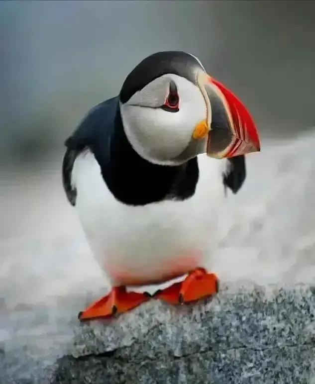 Share pictures: beautiful bird elf (2) - iNEWS