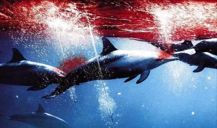 What is the significance of filming the documentary "Dolphin Cove ...