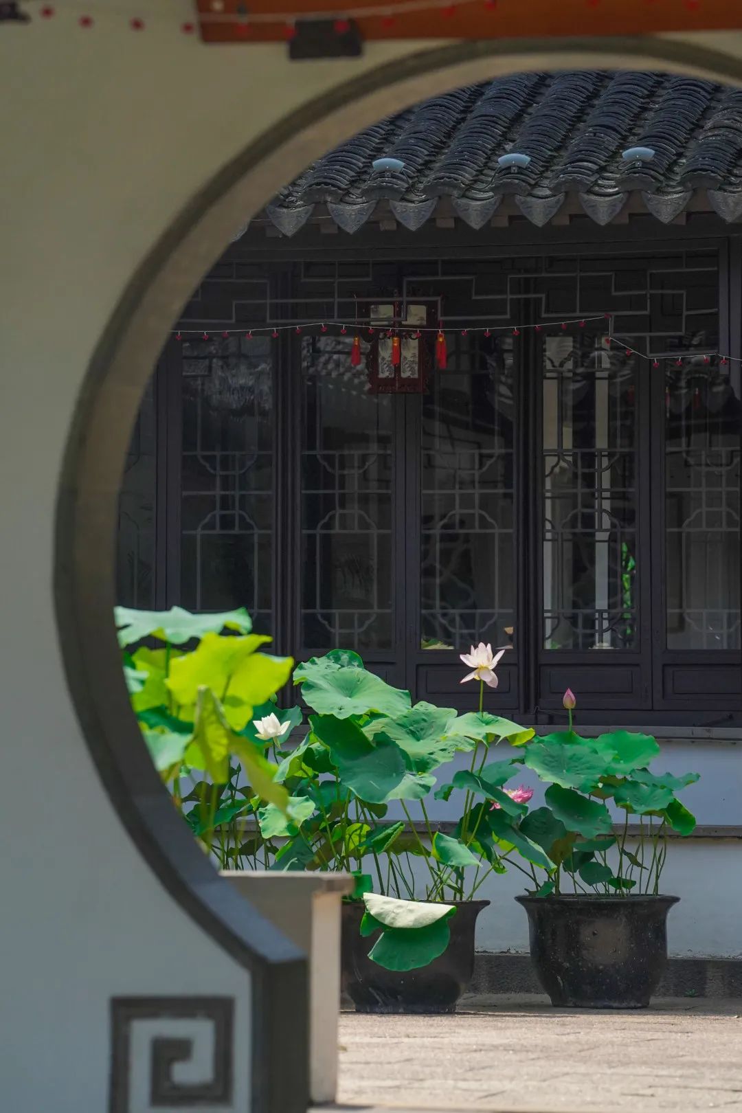 The 2023 Taicang Lotus Appreciation Map is here! - iNEWS