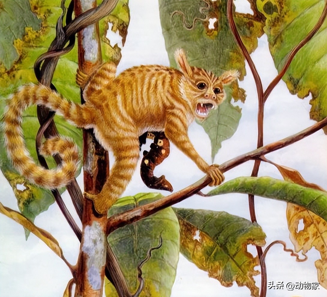 China discovers that 45 million years ago higher primates turned out to ...