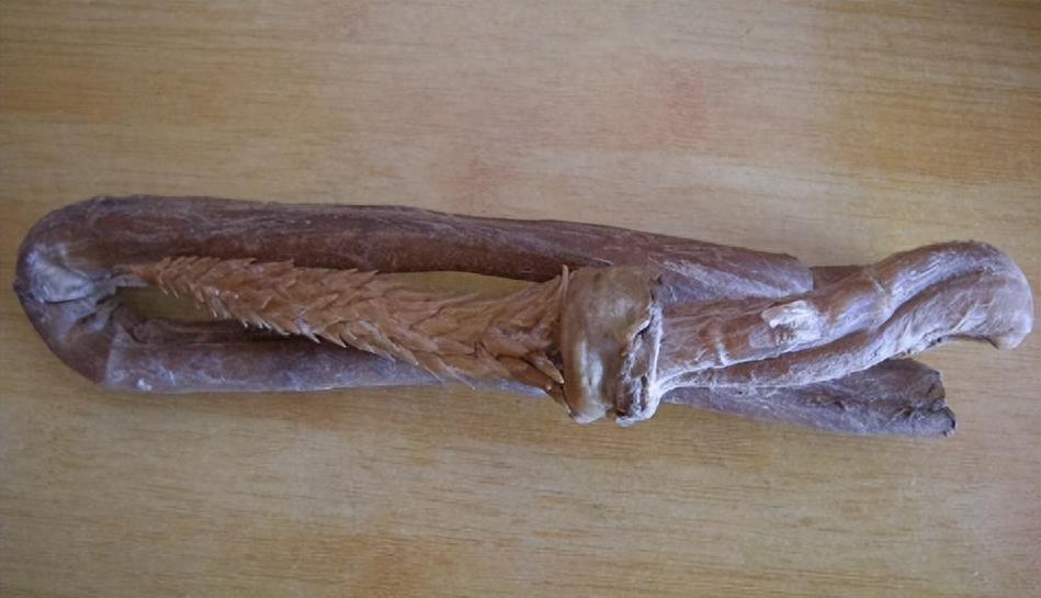 What is "penis bone"? Humans once had a "baculum". Was this evolution ...