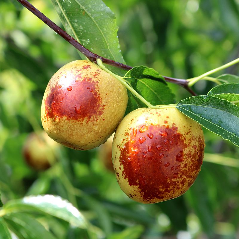 Beginning of winter health secret: seize the critical period of half a ...