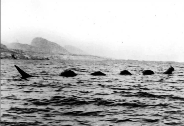 Secret: The Xinjiang water monster with three backs, more than 10 ...