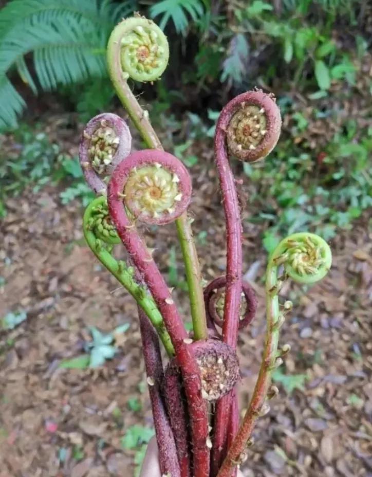 Picking bracken in spring, looking for delicious food - iNEWS