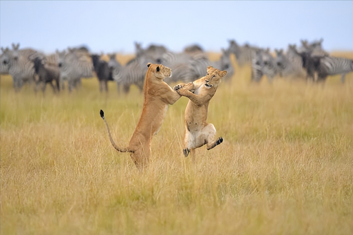 Cute and playful animals.When captured by photographers, these animals ...