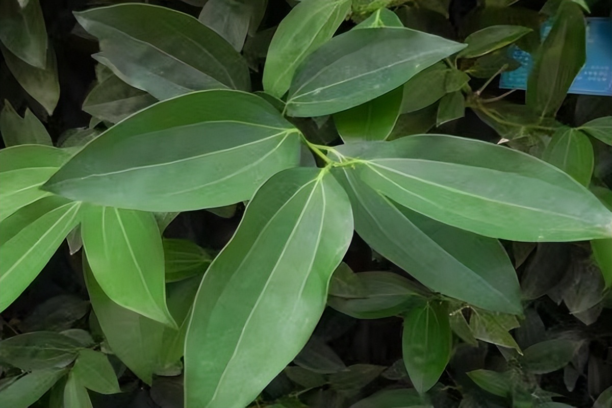 Lao Qiu Shuo Mu: Mid-Autumn Festival Special - What kind of gui did "Wu ...