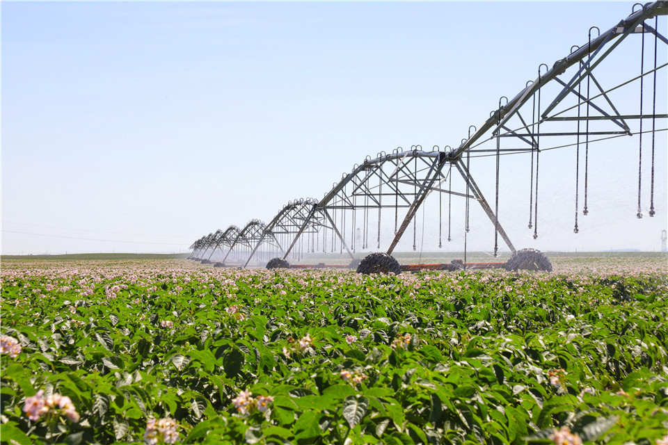 Shandan Racecourse's fertile fields are picturesque - iNEWS