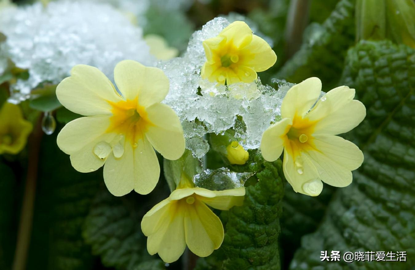 6 kinds of "cold-resistant flowers" that can "bloom brilliantly" even ...